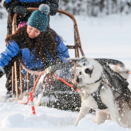 Dog sledding in Rovaniemi - 1 hours / Authentic Scandinavia