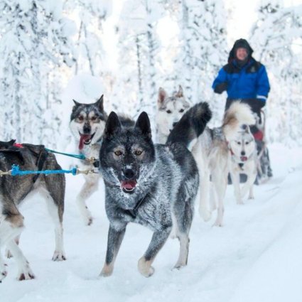 Dog Sledding (10km) from Northern Lights Village / Authentic Scandinavia