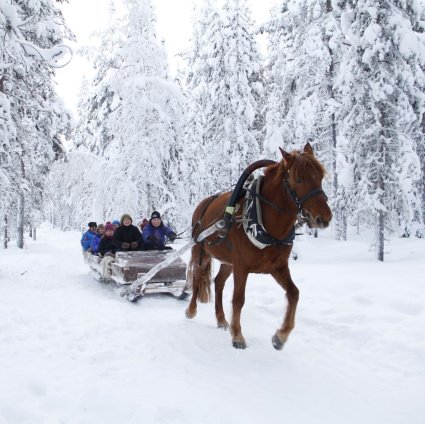 Northern Lights Horse Sleigh Ride in Levi / Authentic Scandinavia
