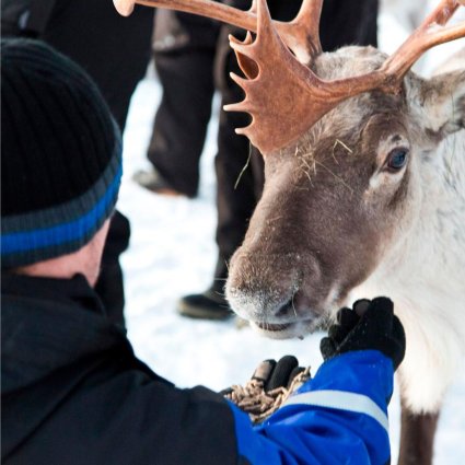 Reindeer day from Northern Lights Village / Authentic Scandinavia