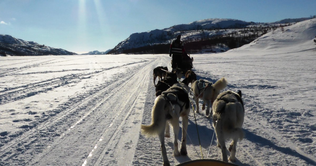 5C: Tromsø Scenery & Huskies / Authentic Scandinavia