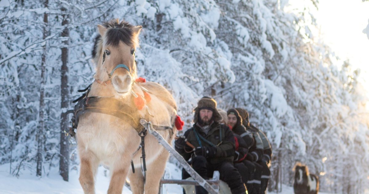 Arctic horse sleigh ride from Apukka / Authentic Scandinavia