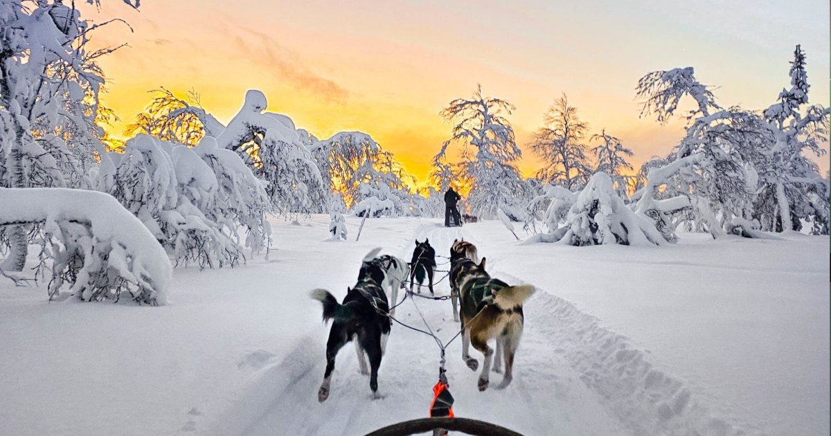 Dog sledding (10 km) from Northern Lights Village Levi / Authentic ...