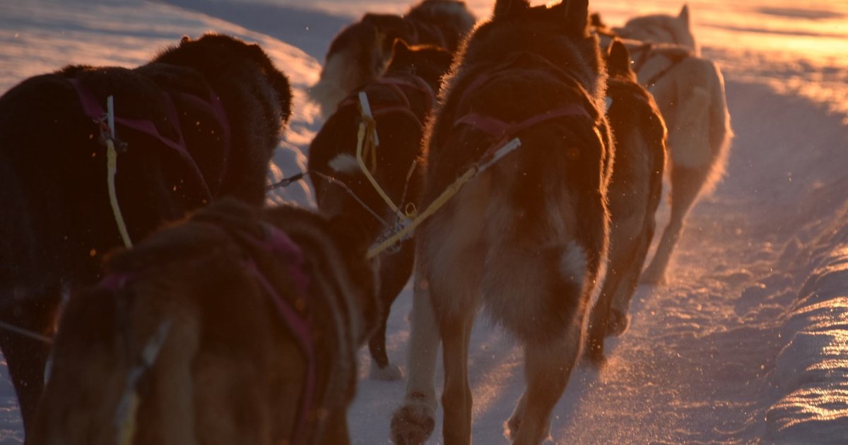 Dog Sledding, Day tour - Treehotel Activity / Authentic Scandinavia