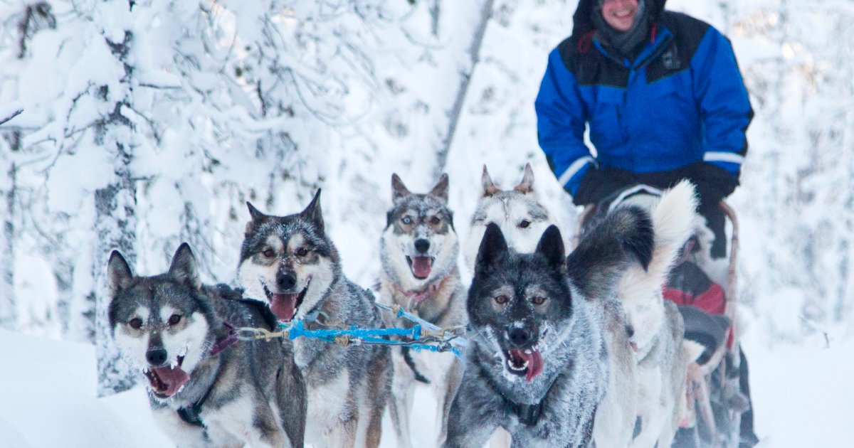 Dog sledding from Wilderness Hotel Muotka / Authentic Scandinavia