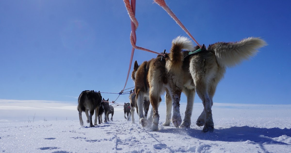 Dog Sledding in Alta - afternoon tour / Authentic Scandinavia