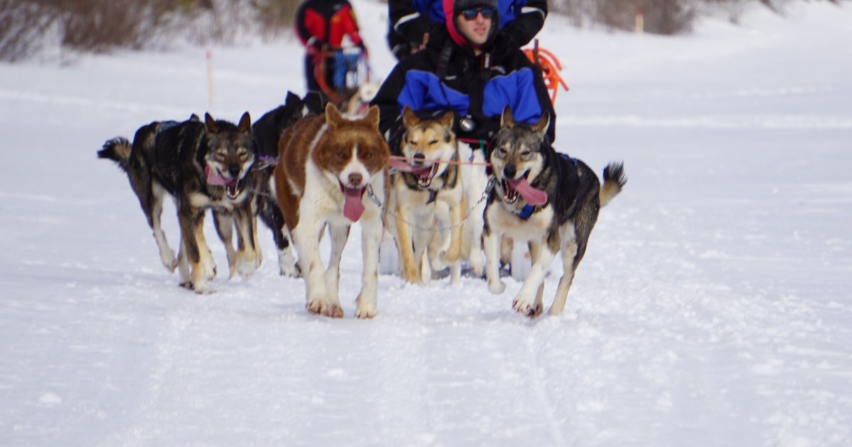 Dog Sledding in Alta - morning tour / Authentic Scandinavia