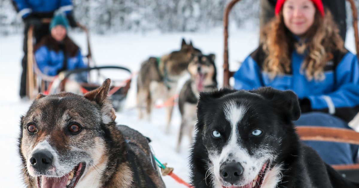 Dog sledding in Rovaniemi - 2 hours / Authentic Scandinavia