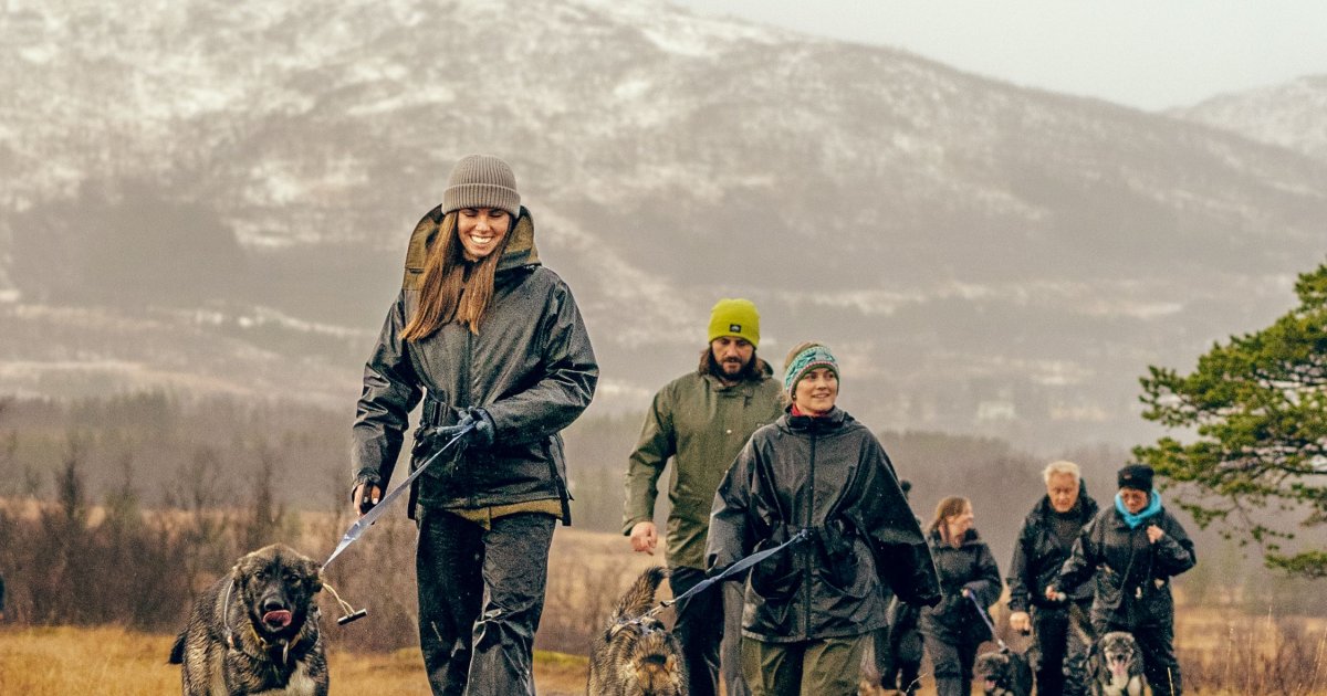 Husky Hike in Tromsø (including transfer) / Authentic Scandinavia