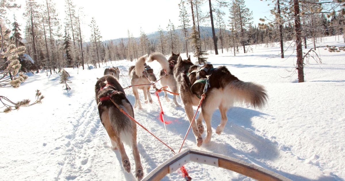 Husky Safari including lunch from Kakslauttanen / Authentic Scandinavia