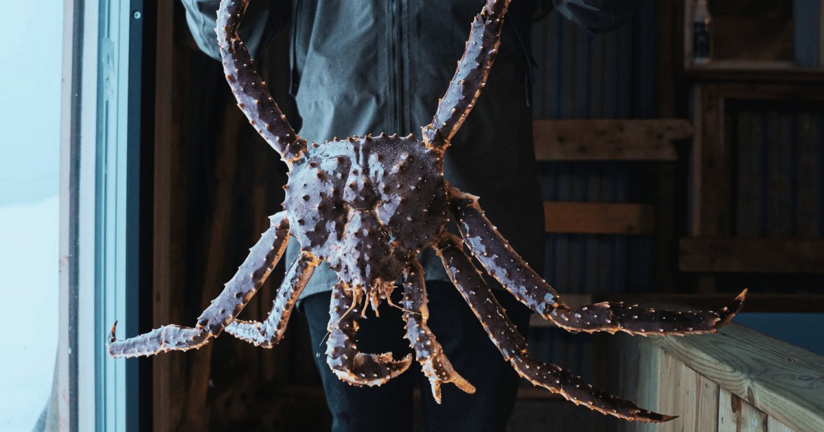 King Crab Tasting in Tromsø / Authentic Scandinavia
