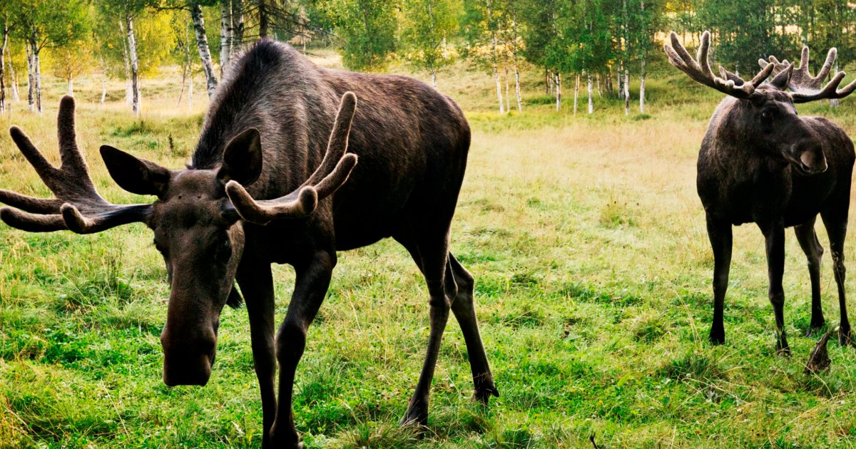 Moose Safari - Treehotel Activity / Authentic Scandinavia