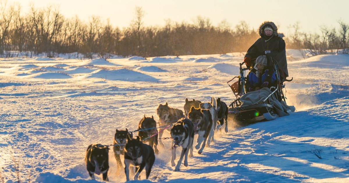 Northern Lights & Dog Sledding in Tromsø (overnight) / Authentic ...