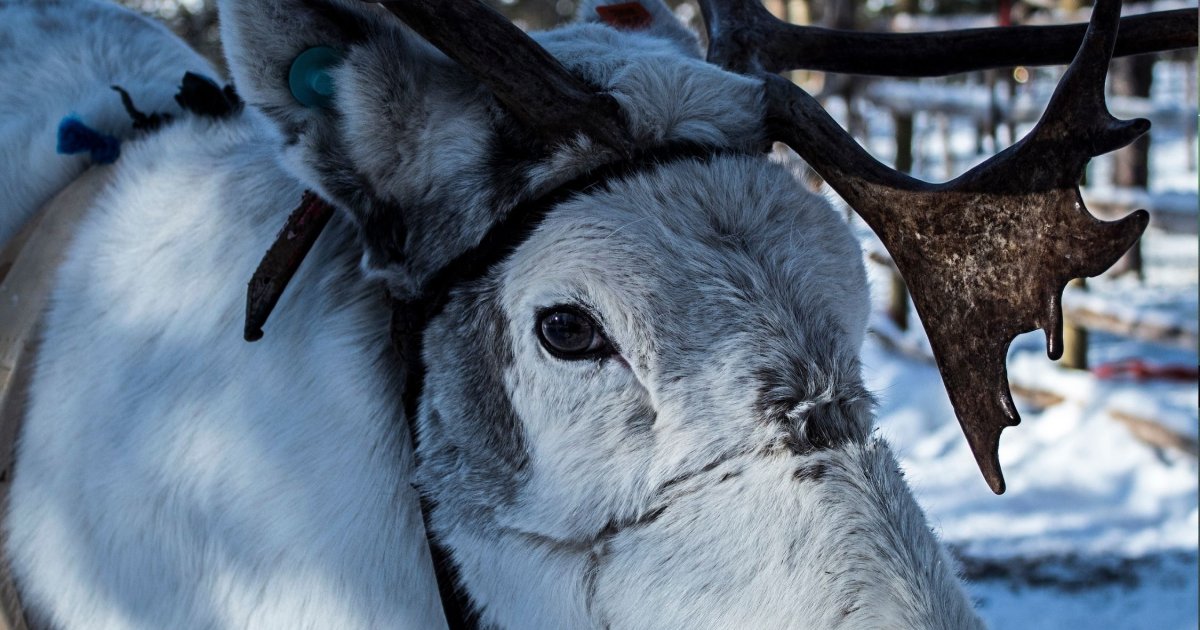 Reindeer day from Northern Lights Village Levi / Authentic Scandinavia